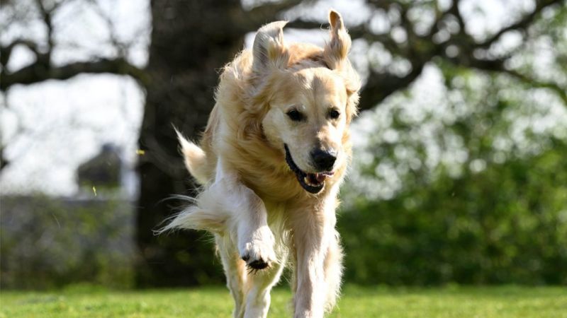 Guide dog dubbed Dogfather retires after fathering 300 puppies - BBC News