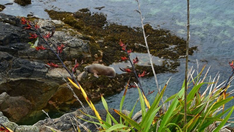 Wally the walrus being disturbed around Isles of Scilly, say marine ...