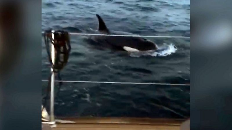 Mystery orcas spotted in Scotland found in Norway - BBC News