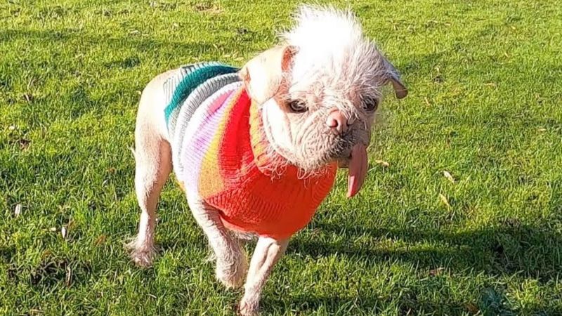 Britain's ugliest dog Peggy beautiful inside and out says owner - BBC News