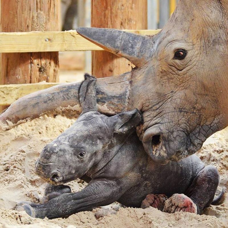 Southern white rhino gives birth to female calf - BBC News