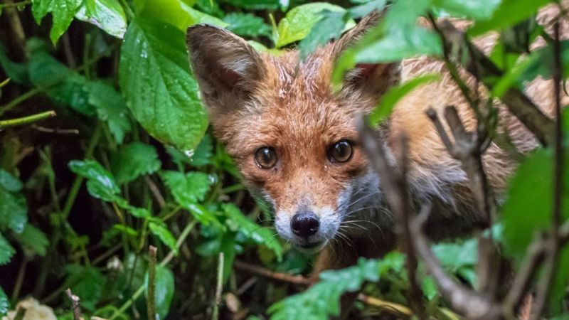 Your pictures of Scotland: 3-10 June - BBC News
