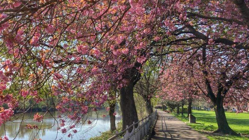 Beautiful displays as spring blooms across the UK - BBC Weather