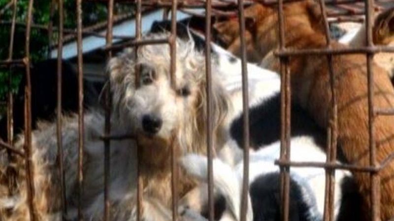 The countries where people still eat cats and dogs for dinner - BBC News