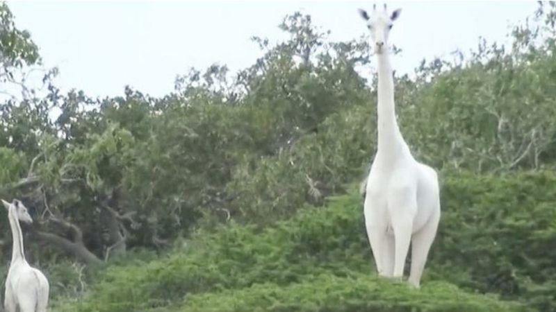 World's only known white giraffe fitted with tracker to deter poachers ...