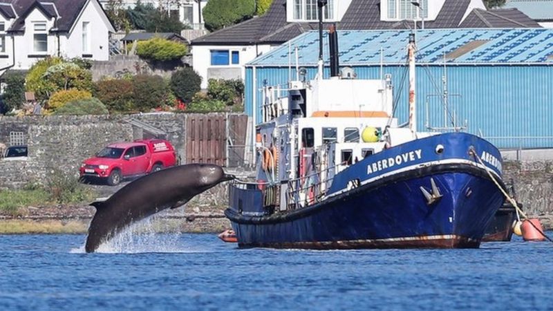 Military exercise begins after concern for whales in Gare Loch - BBC News