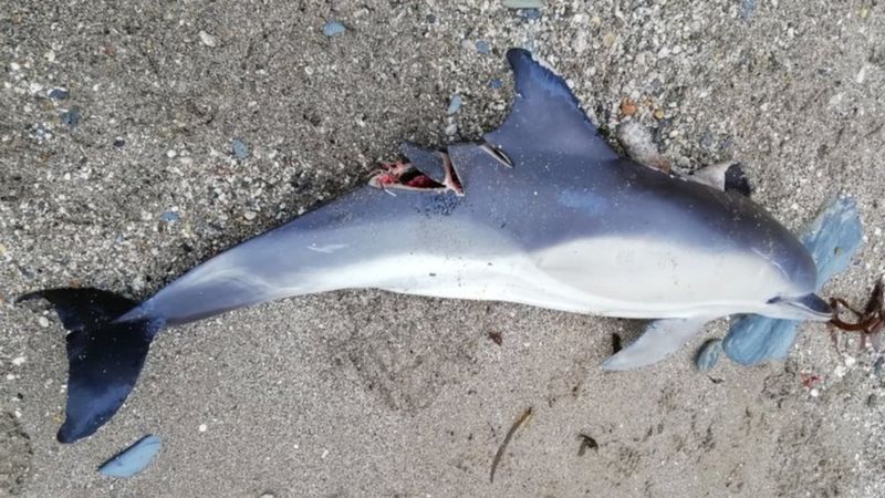 Dolphin dies after being struck by propeller in St Austell Bay - BBC News