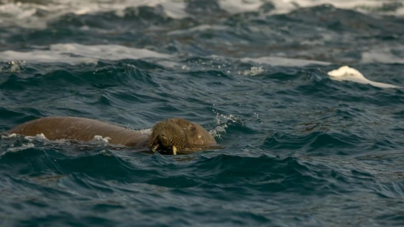Wally the walrus: Arctic animal spotted for first time in Cornwall ...