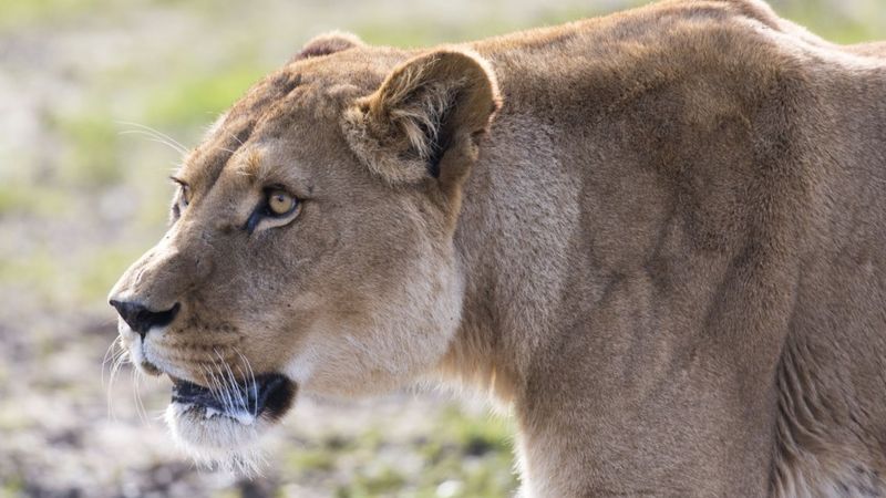Longleat Safari Park celebrates 50 years - BBC News