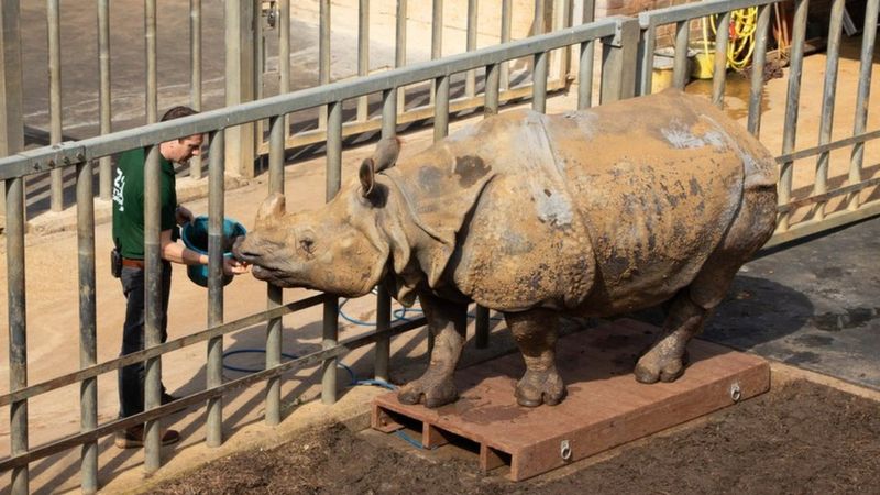 UK wildlife: How do Whipsnade Zoo weigh their animals? - BBC Newsround