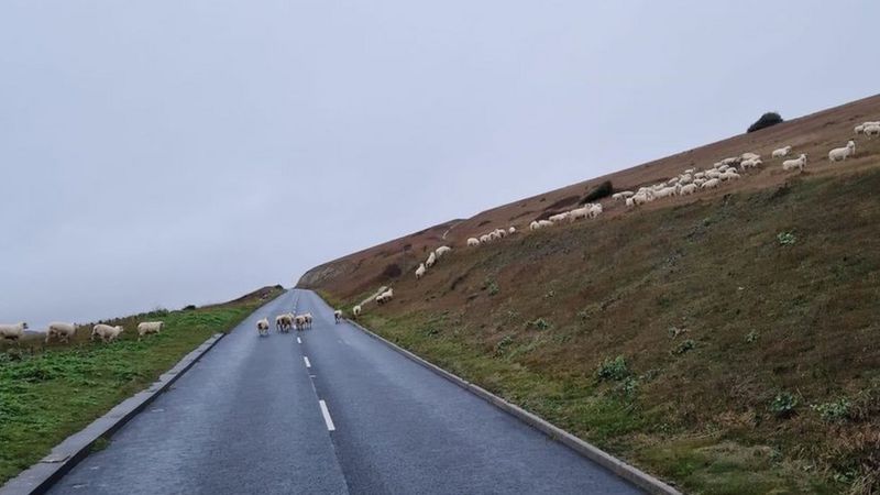 Freshwater Bay: Drivers warned as 50 sheep escape onto road - BBC News