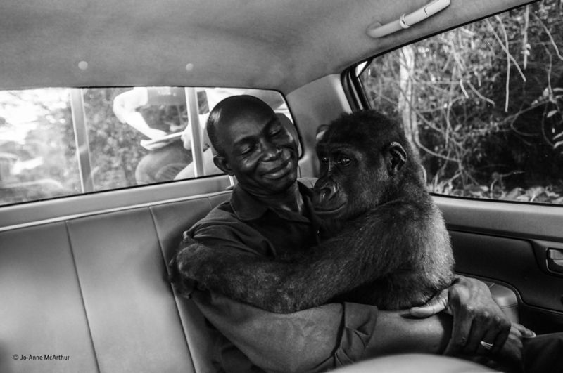 Wildlife Photographer of the Year - People's Choice - BBC News