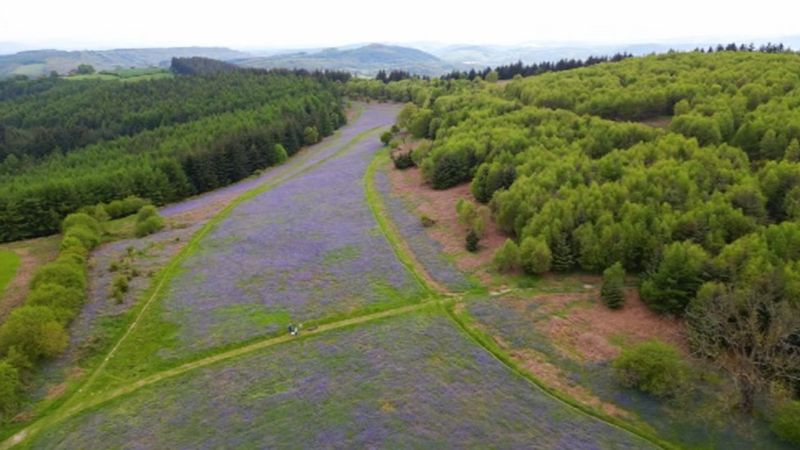 Mortimer Forest transformed by carpet of bluebells - BBC News