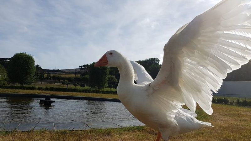 New Zealand goose: How one blind bisexual bird became an icon - BBC News