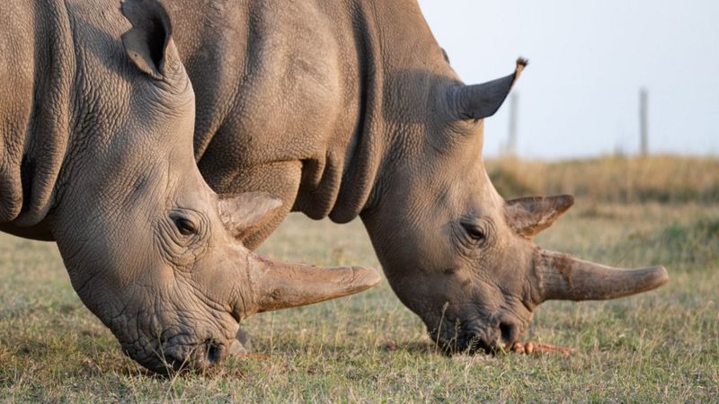 World's first IVF rhino pregnancy 'could save species' - BBC News
