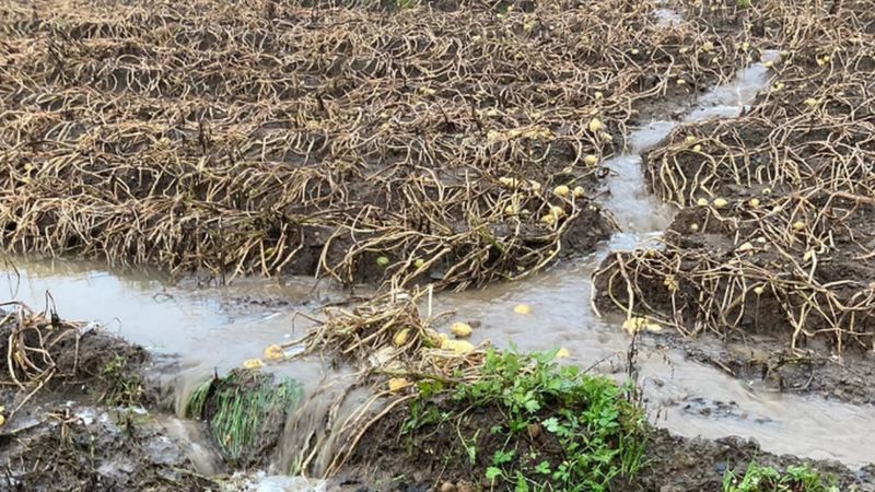 Flooding in Northern Ireland fields 'a major blow' to crops - BBC News