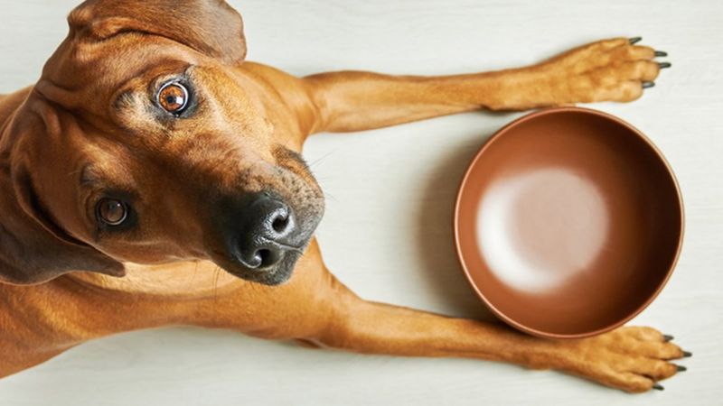 Scientists prove dogs judge humans on their competence - BBC Newsround