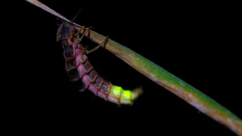 Glow-worms: glowing insects under threat because of light pollution ...