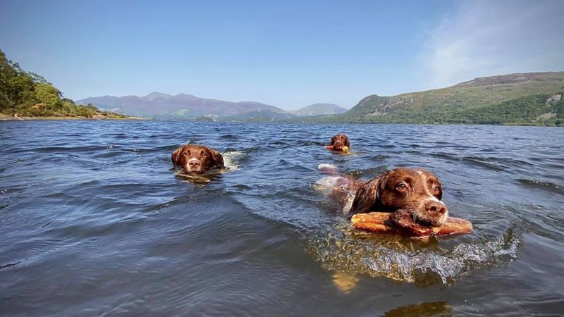 Going for a Lake District walk with Max the Miracle Dog - BBC News