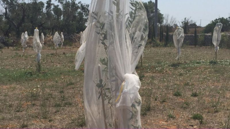 Tests find trees tolerant to olive tree killer pathogen - BBC News
