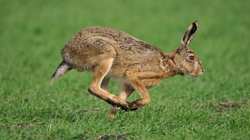 Fears over rise in hare coursing in Scotland - BBC News