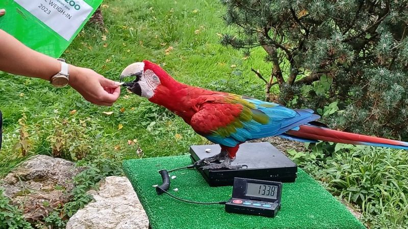 London Zoo's big annual animal count begins - BBC Newsround