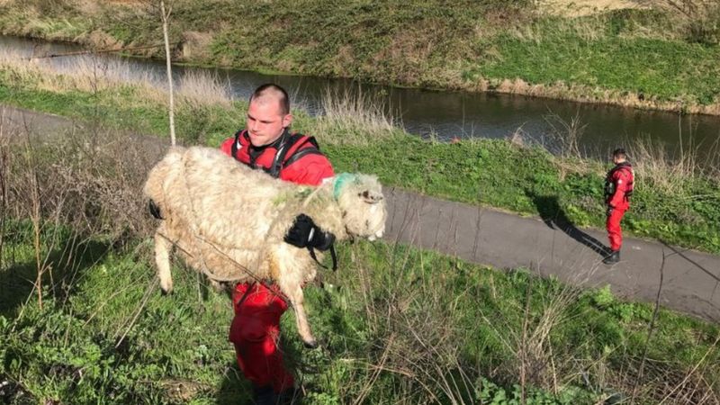'Minty' the canal rescue sheep stays with firefighters - BBC News