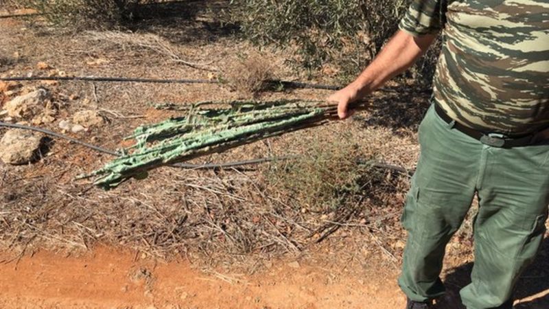 UK police tackle Cyprus bird poachers - BBC News