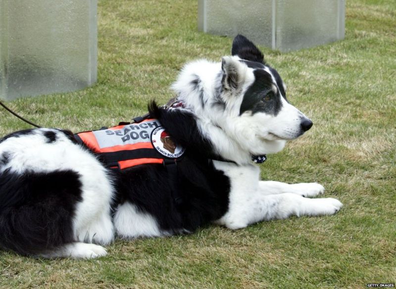 The rescued dogs that rescue people - BBC News