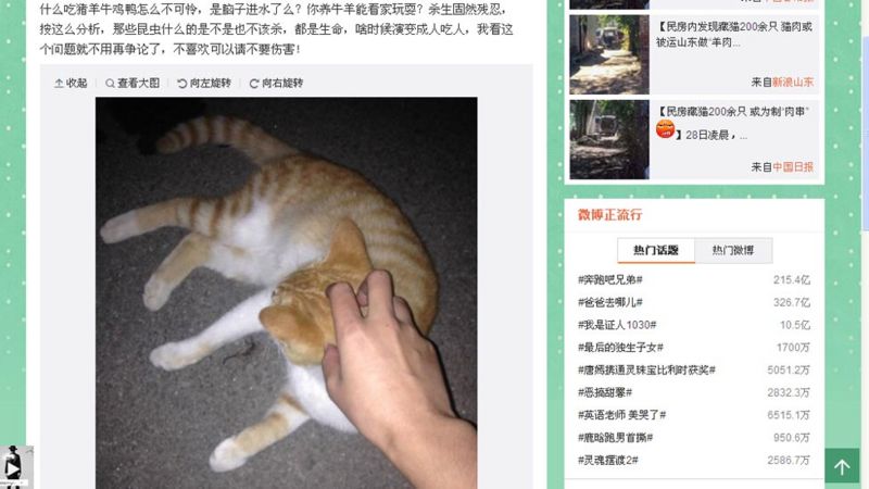 Claws out over China cat meat scandal - BBC News