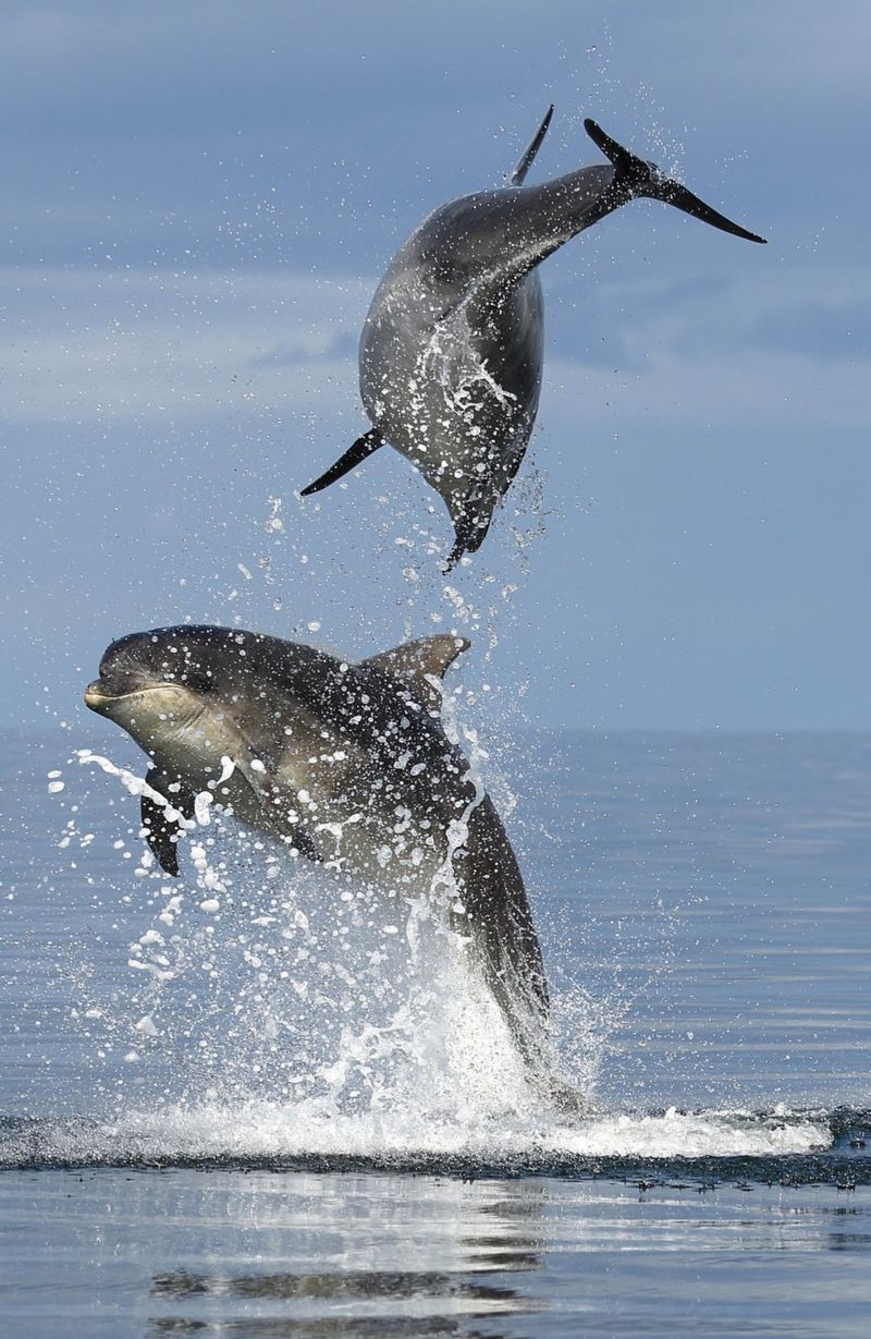New book puts focus on Moray Firth's bottlenose dolphins - BBC News