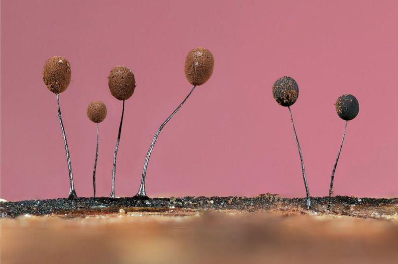 A ball of barnacles wins wildlife photo award - BBC News