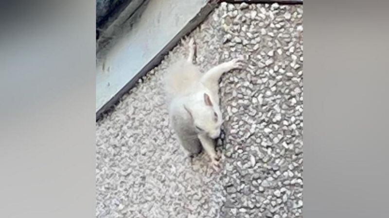 White squirrel: Rare rodent spotted on Ystrad Mynach wall - BBC News