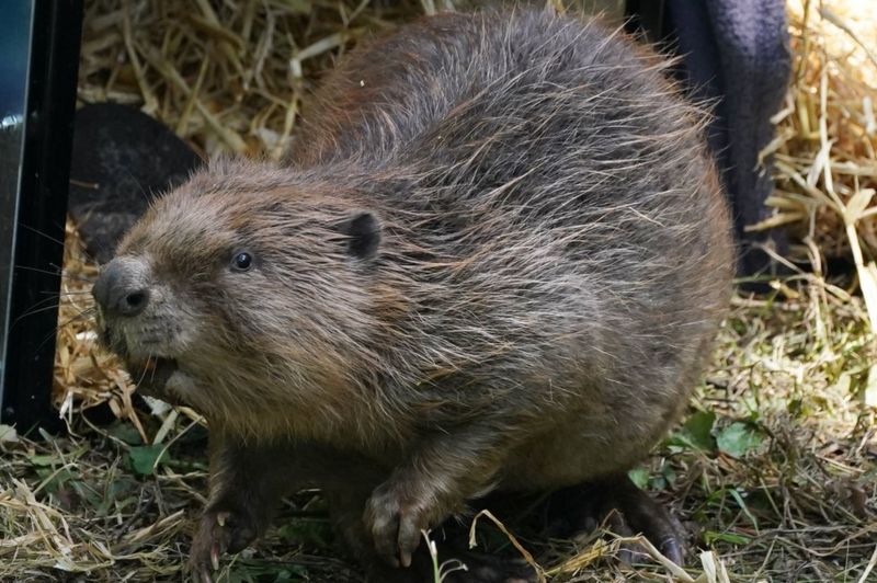 Wallington: Beaver family released on Northumberland estate - BBC News