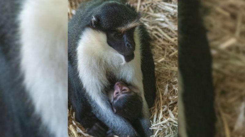 Suspected bird flu case closes Paignton Zoo - BBC News