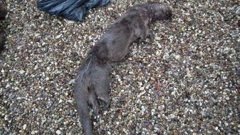 Wildlife police puzzled by dead otter find in Tetford - BBC News