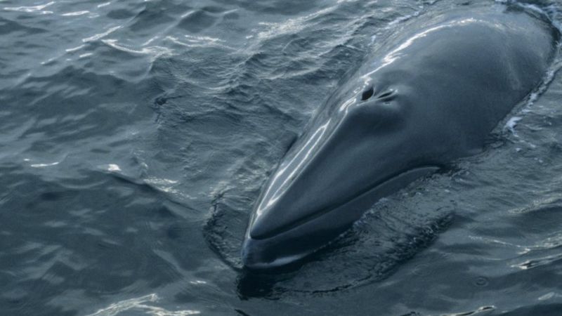 Minke whale pulse trains recorded off east Scotland - BBC News