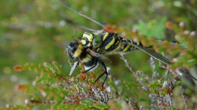 Your pictures of Scotland: 2 - 9 August - BBC News