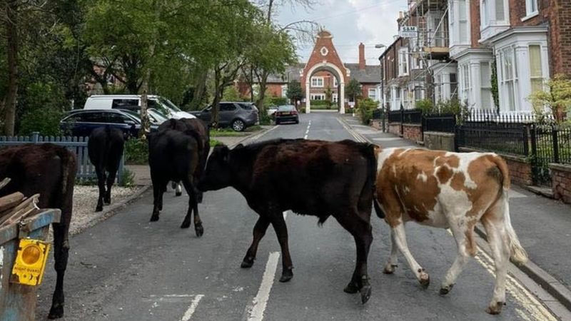 Beverley bullocks: Escaped cattle seen grazing in gardens - BBC News