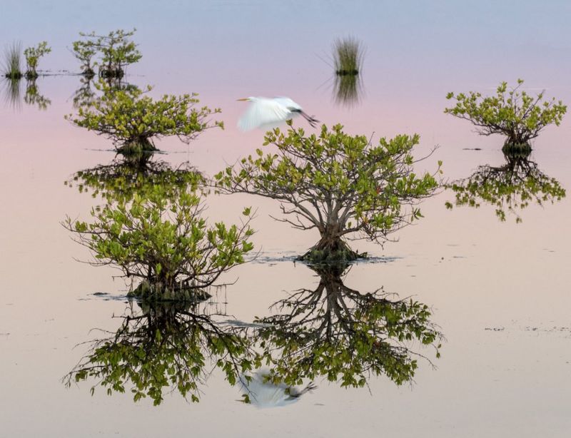Mangrove forests: Photography winners show beauty of ecosystems - BBC News