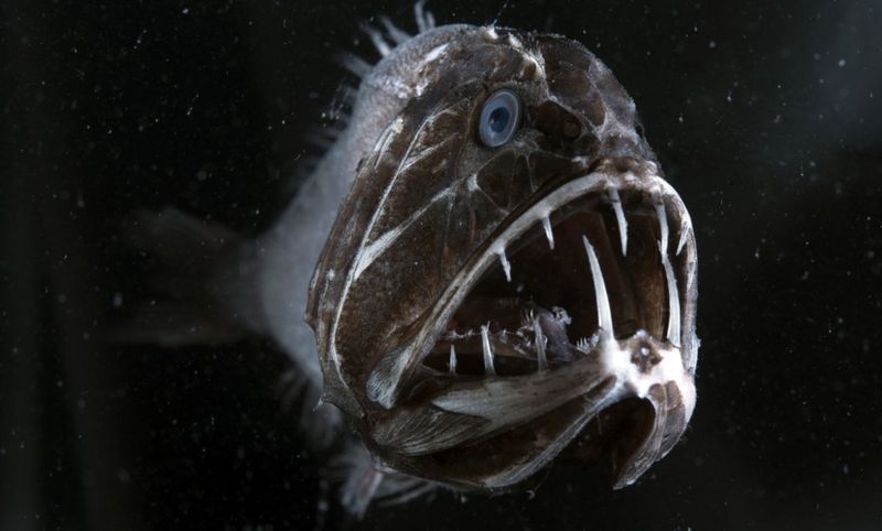 Blue Planet II: 22 things to know about the new series - BBC News