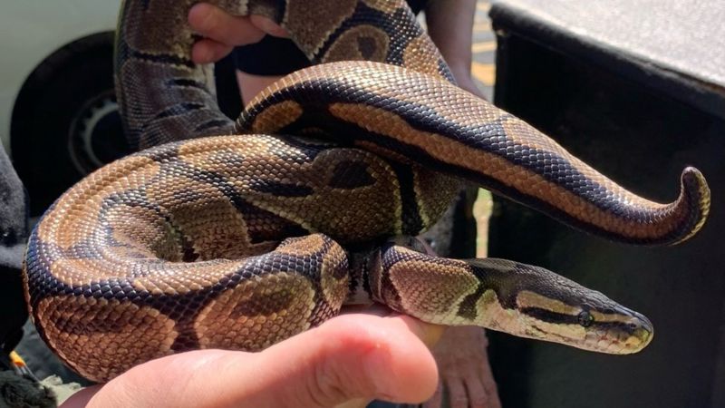 Police alert after large yellow python goes missing - BBC News
