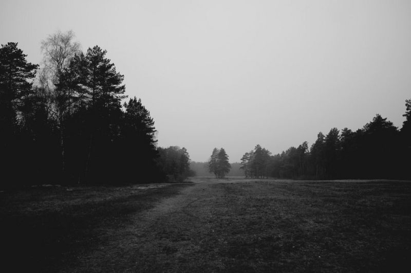 The Silent Forest - BBC News