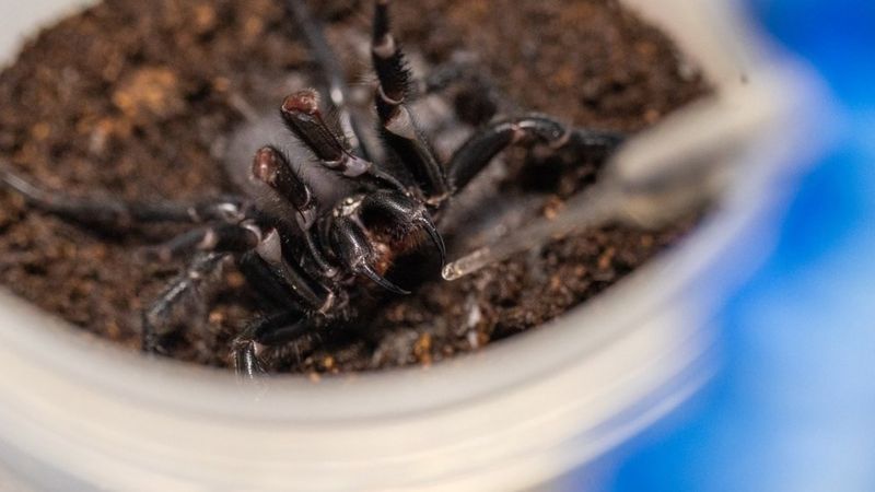 Meet Hercules, the biggest deadly Sydney funnel-web male spider ever ...