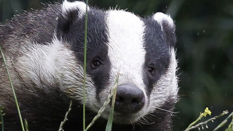 Badger-proof fence to be installed at Berwick cemetery - BBC News