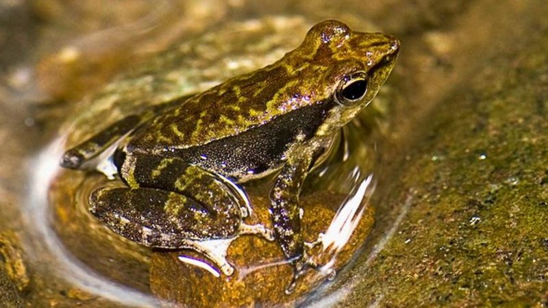 'Dancing' tadpoles discovered in India's Western Ghats - BBC News