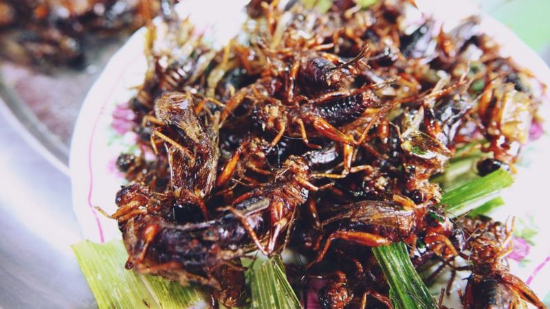 Eating insects: Should we be eating more? Why are they so good? - BBC ...
