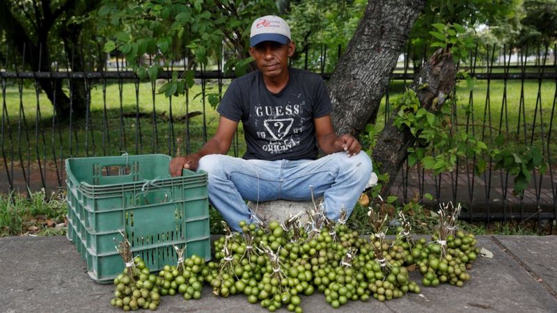 In pictures: Venezuela's mango harvest - BBC News