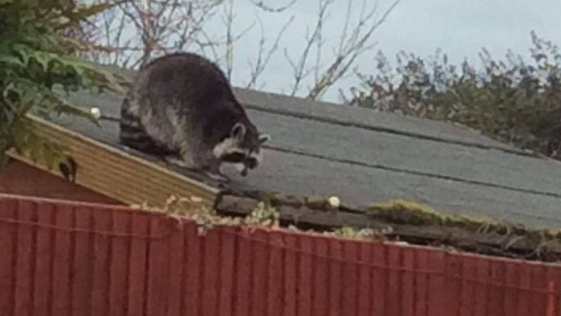Raccoon rescued from a Cambridgeshire couple's roof - BBC News