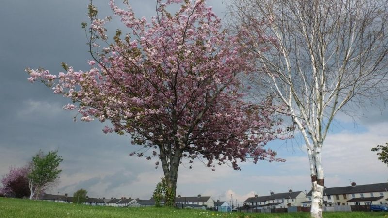 Beautiful displays as spring blooms across the UK - BBC Weather